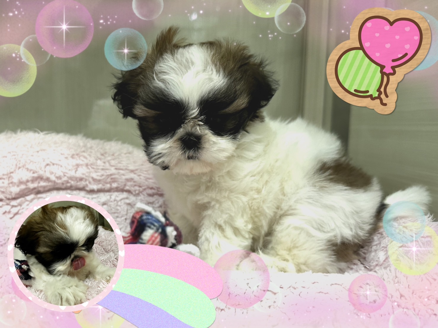 ペットスーパーWAN 横浜店 | ペットショップ ワングループ